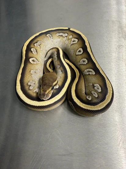 Cypress Mojave DH Hypo Puzzle Ball Python by VA Morphs