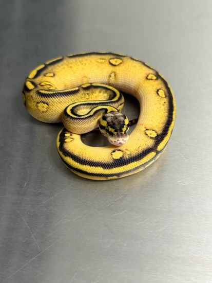 Pastel Stranger Bongo Enchi Het Clown Ball Python by VA Morphs