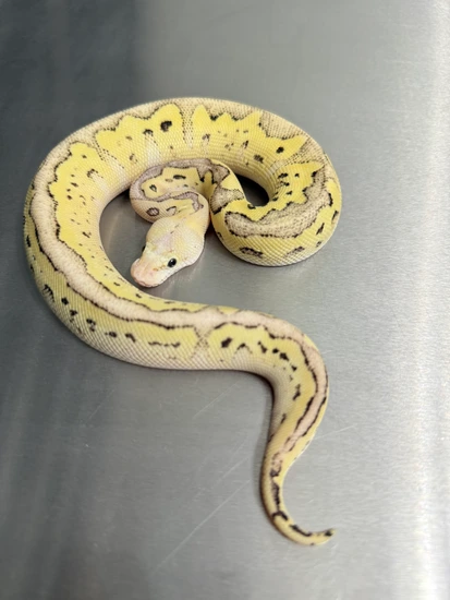 Firefly Redhead Clown PH Pied Ball Python by VA Morphs