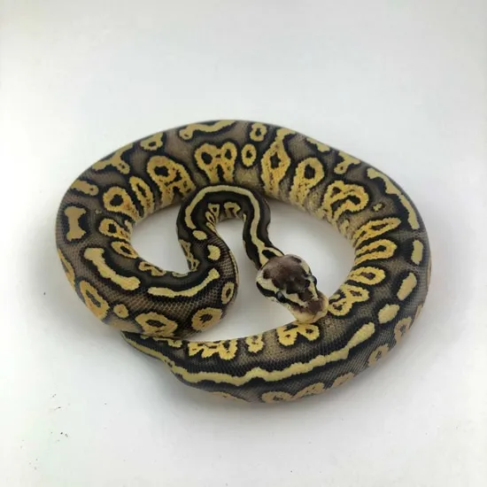 Nova Super Pastel Red Gene Pos BH 50% Het Puzzle Ball Python by Fantasy ...