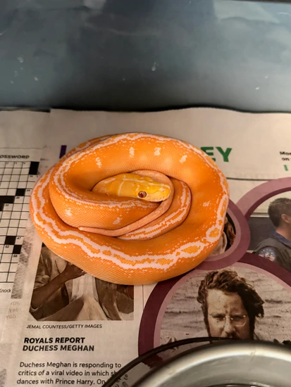 Albino (White Phase) Golden Child Het Pied Reticulated Python by TAS ...