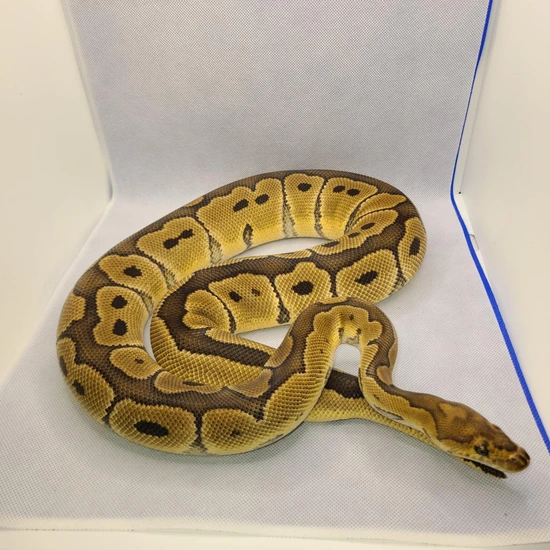 Od Clown Ball Python by MobTown Reptiles