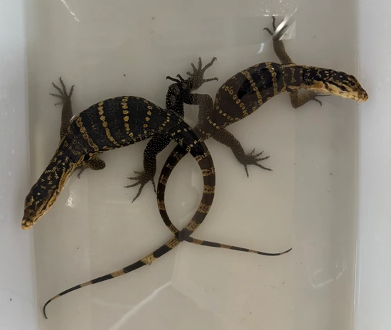 1.1 Samar Monitor Water Monitor by Iguanaland Inc