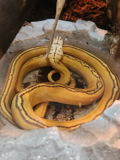 Orange Glow Goldenchild Motley Sunfire Pos Platinum Reticulated Python ...