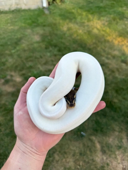Black Head Mystic Pied Ball Python by FunkyRoyals
