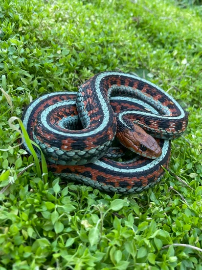 *Proven Breeder* 4.5yo Female CBB California Red Sided Garter Snake (T ...