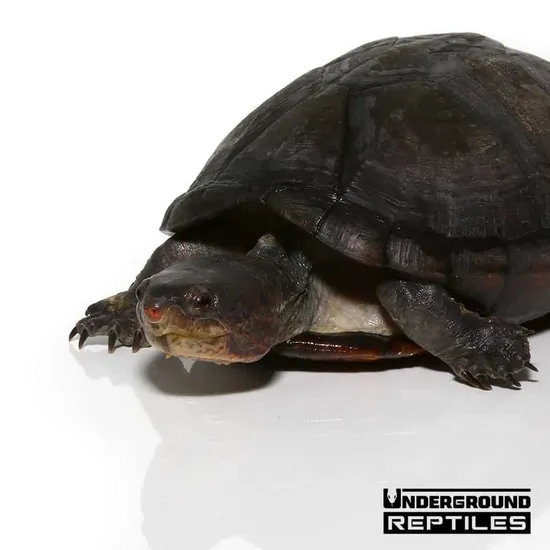White Lipped Mud Turtle Mud & Musk Turtles by Underground Reptiles