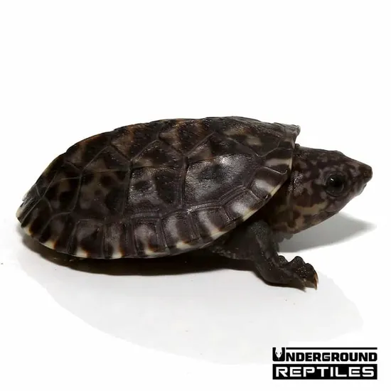 Giant Mexican Musk Turtle Mud & Musk Turtles by Underground Reptiles