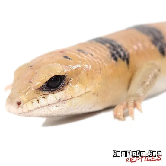 Peter's Banded Skink Other Skink by Underground Reptiles