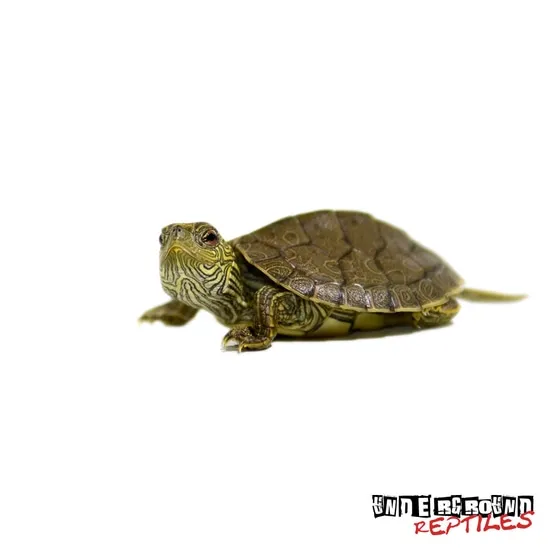 Geographic Map Turtle by Underground Reptiles