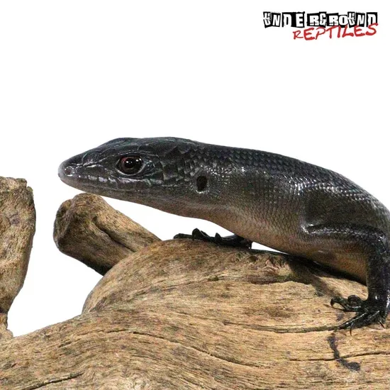 Solomon Island Black Tree Skink Monkey-Tailed Skink by Underground Reptiles