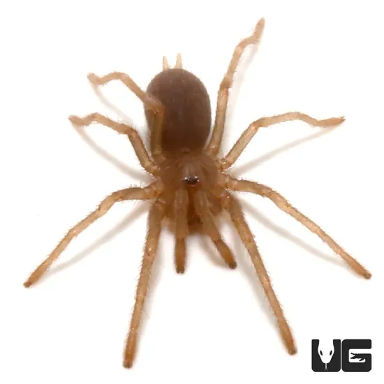 Philippine Tangerine Tarantula by Underground Reptiles