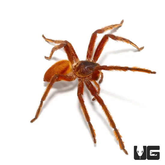 Solomon Island Huntsman Spider by Underground Reptiles
