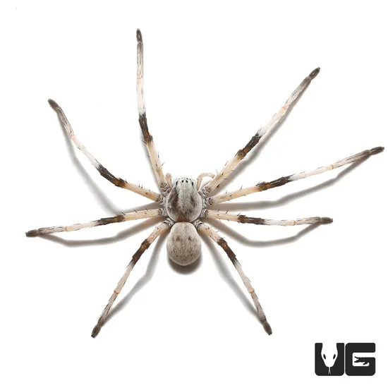 Israeli Desert Huntsman Other Invertebrate by Underground Reptiles