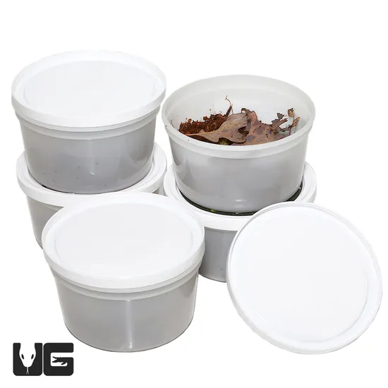 Giant Canyon Isopod Cup by Underground Reptiles