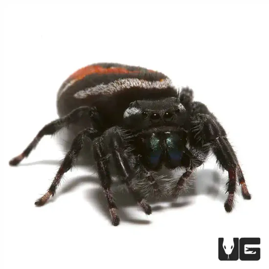 Red Backed Jumping Spiders True Spider by Underground Reptiles