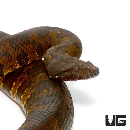 Viper Boa Dumeril's Boa by Underground Reptiles
