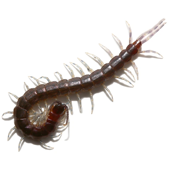 Nigerian Blue Leg Centipede by Underground Reptiles
