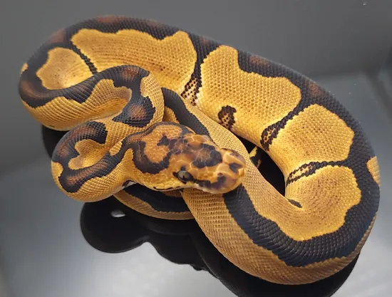 Spotnose Enchi Clown Ball Python by Regius Sphera Pythons