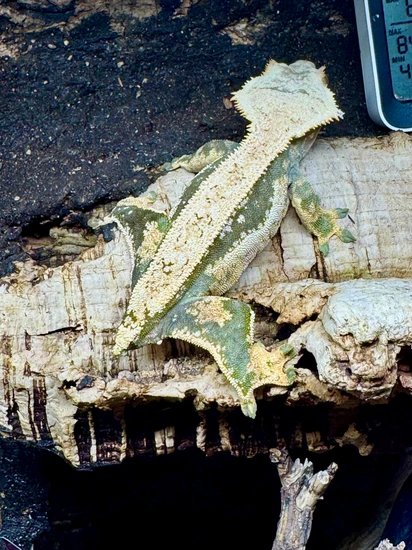 White Wall, Lavender, Pinstripe (F)/Tri Color Empty Back Lily White ...