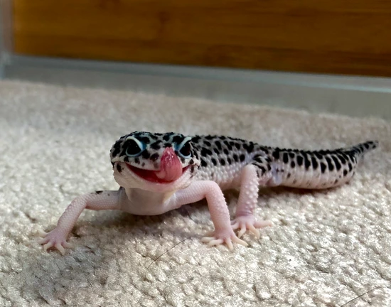 Eclipse Mack Snow Male Leopard Gecko by Emerald Tree Exotics