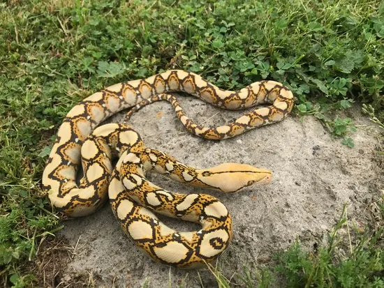 Mocha Reticulated Python by Pets-A-Plenty: The Ultimate Reptile Shop