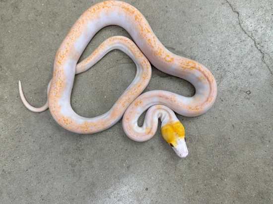 Albino Pied Reticulated Python by Pets-A-Plenty: The Ultimate Reptile Shop