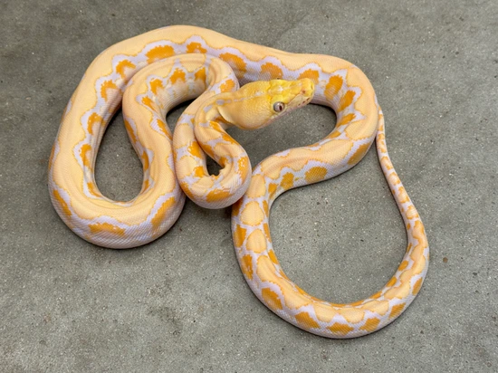 Albino 66% Het Pied Reticulated Python by Pets-A-Plenty: The Ultimate ...