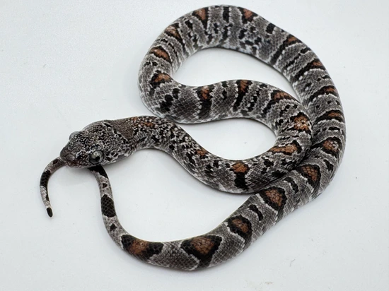 Started F2 Madera (Davis) Gray-Banded Kingsnake by Pets-A-Plenty: The ...