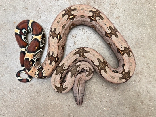 Messenbaugh Suriname True Red-Tailed Boa Constrictor by Pets-A-Plenty ...