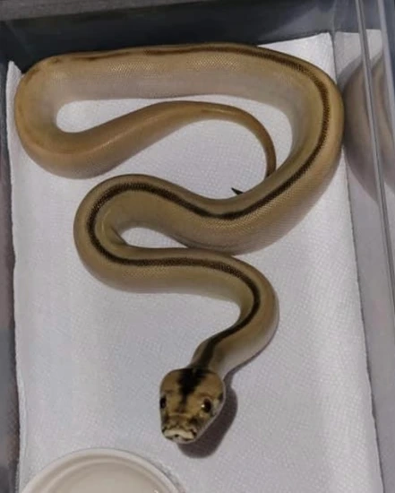 Green 100% Het Albino 25% Dwarf Burmese Python by Wayout Exotics