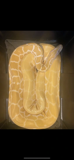 Albino Indian Python Hybrid RARE Burmese Python by Wayout Exotics