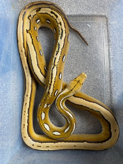 2023 Male OGS Sunfire Het Purple Reticulated Python by Wayout Exotics