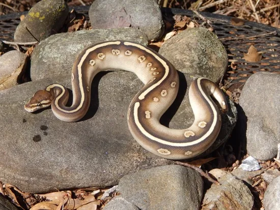 Butter Wookie Ball Python by Uncle Joe's Ball Pythons