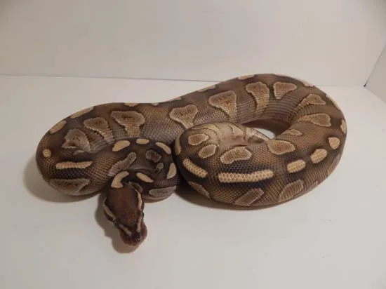 Butter Wookie 100% Het Ultramel Ball Python by Uncle Joe's Ball Pythons