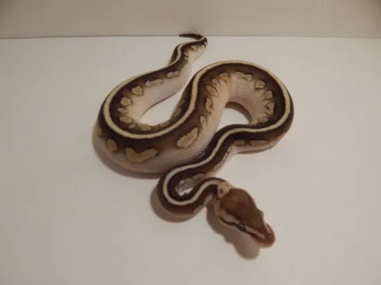 Butter Wookie Fire Ball Python by Uncle Joe's Ball Pythons