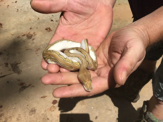 Butter Wookie CLOWN Ball Python by Uncle Joe's Ball Pythons
