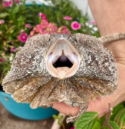Australian Frilled Dragon Frilled Lizard by Uncle Tony's Reptile Shack