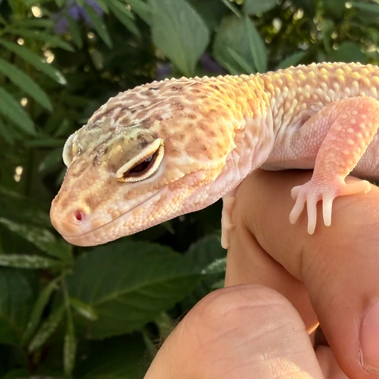 W/Y Mack Snow Raptor Murphy’s Patternless Leopard Gecko by Uncle Tony's ...