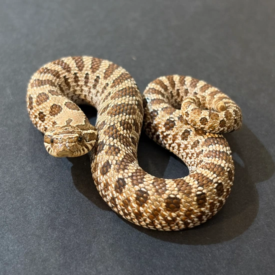 Normal Het Albino Western Hognose by Uncle Tony's Reptile Shack