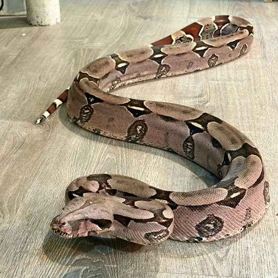 8 Foot Guyana Red-Tailed Boa Constrictor True Red-Tailed Boa ...