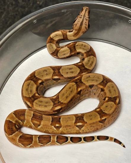 Kubsch Pastel Hypo Raptor Boa Constrictor by United Reptiles