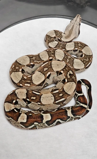 Normal 66% Silver Bullet Boa Constrictor by United Reptiles