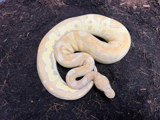 Banana Clown Female Ball Python by Hare Hollow Farm