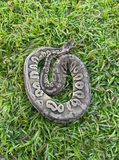 Pastel Cinnamon Possible Het Lavender Albino Ball Python by UpScale ...