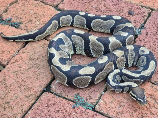 Normal Ball Python by UpScale Reptiles