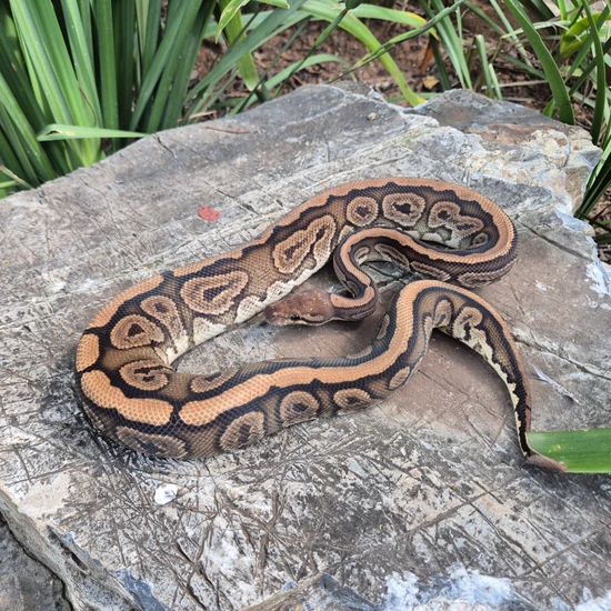 Black Pastel Red Stripe Ball Python by UpScale Reptiles