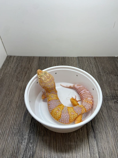 Atomic G-Project Tremper X Bold Tangerine Tremper Leopard Gecko by ...