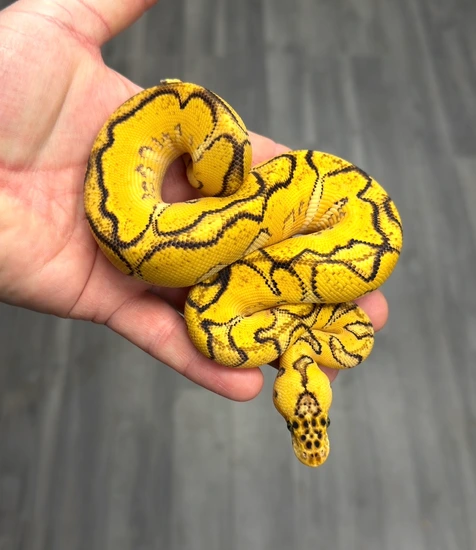Bongo Pastel Enchi Pos Orange Dream Redstripe Clown Ball Python by ...