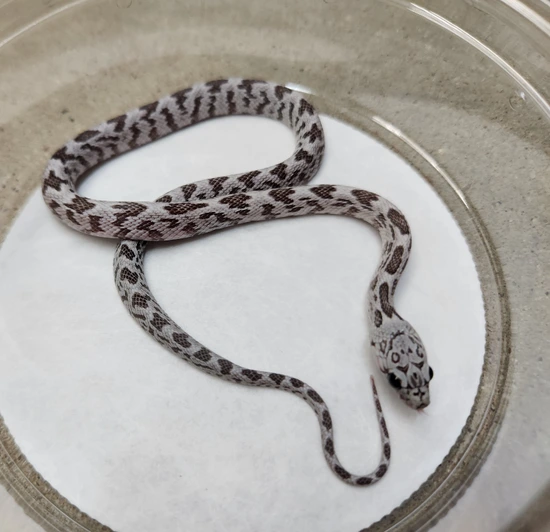 Miami Shatter Corn Snake by Urban Croc Hunter